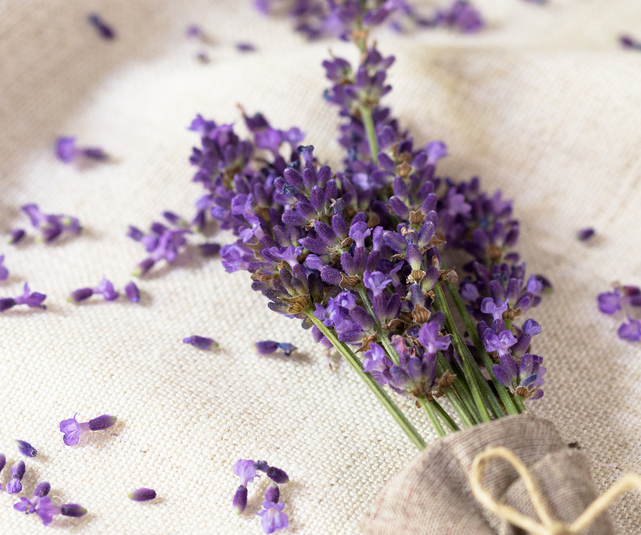 Everything You Need To Know About Lavender Care