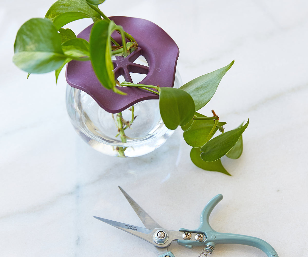 Propagating Plants: Tips for Successful Growth and Care