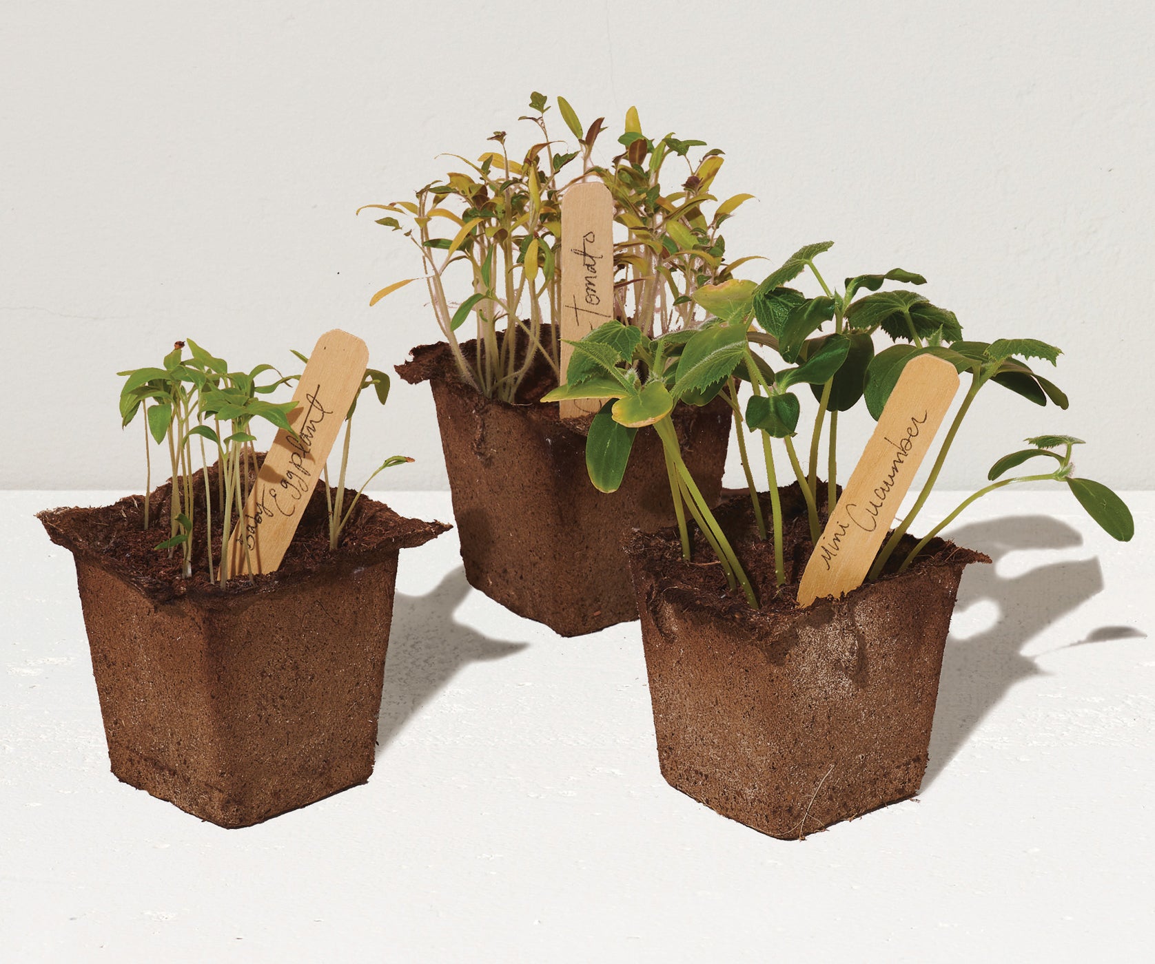 The Not-So-Secret Science of Small Seeds: Growing Tips