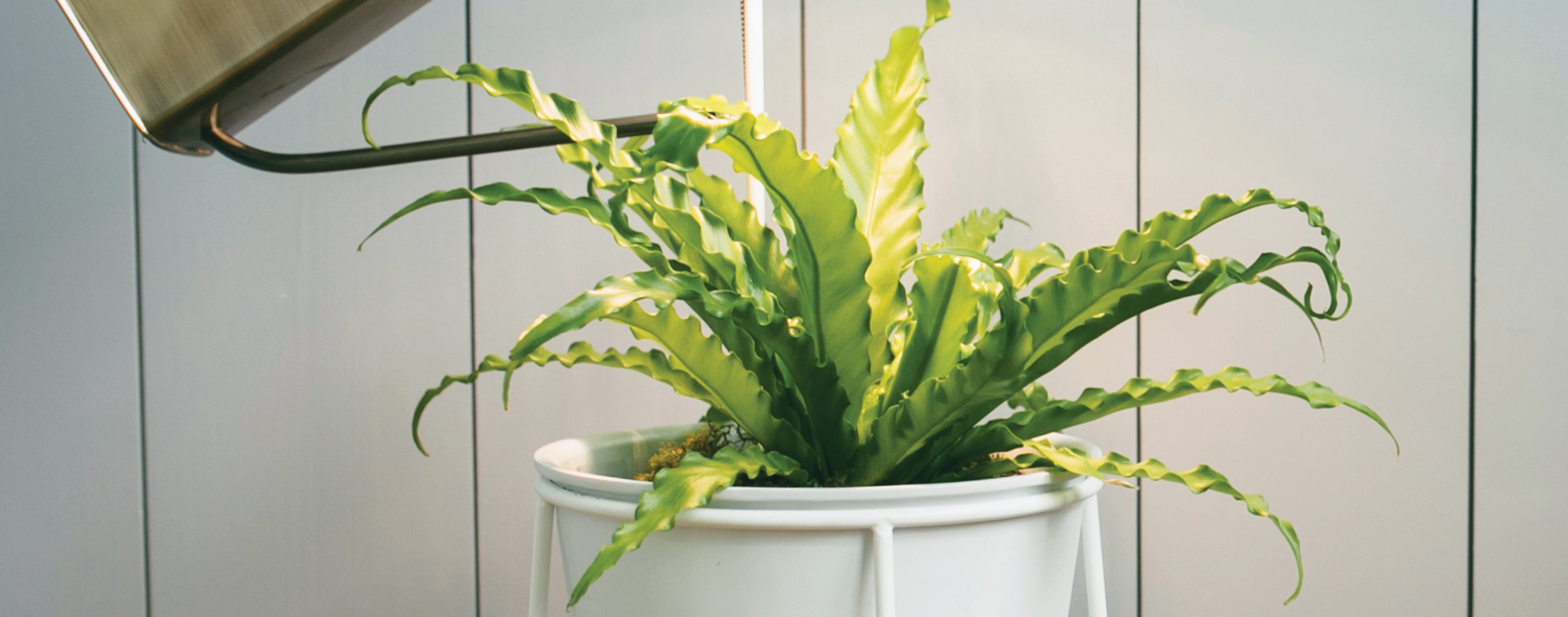 Live Plants Collection | Modern Sprout's Lush Greenery