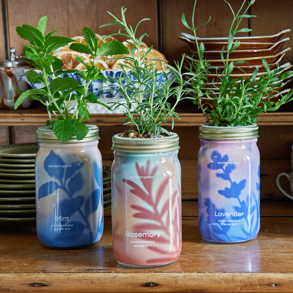 Modern Sprout Products: Eco-Friendly Gardening Essentials