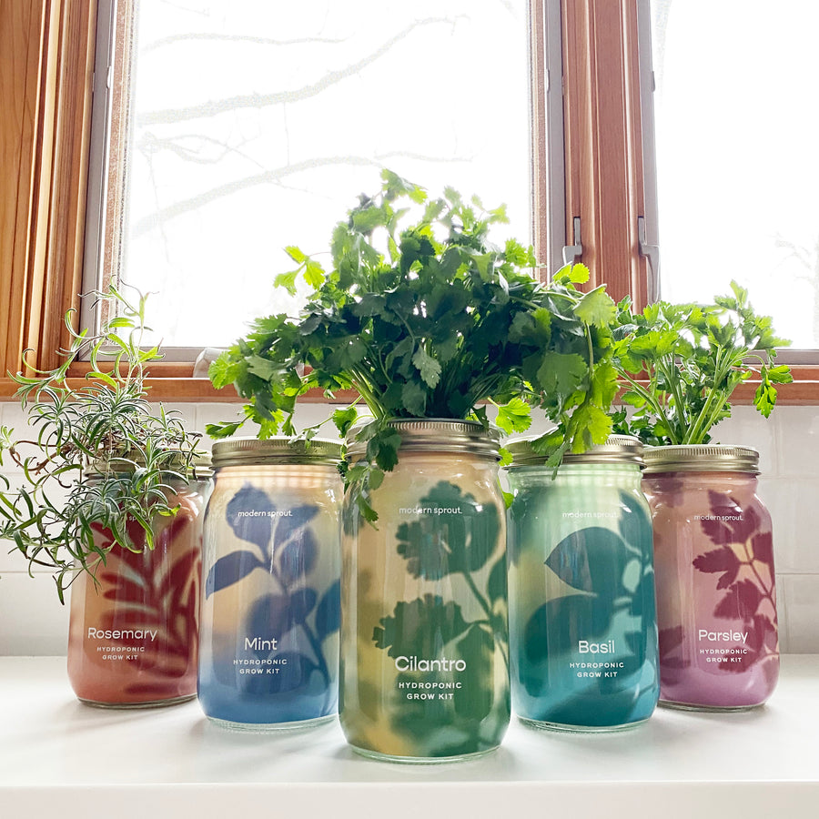 Garden Jars - Organic Herbs | Hydroponic Setup | Biophilic Design ...