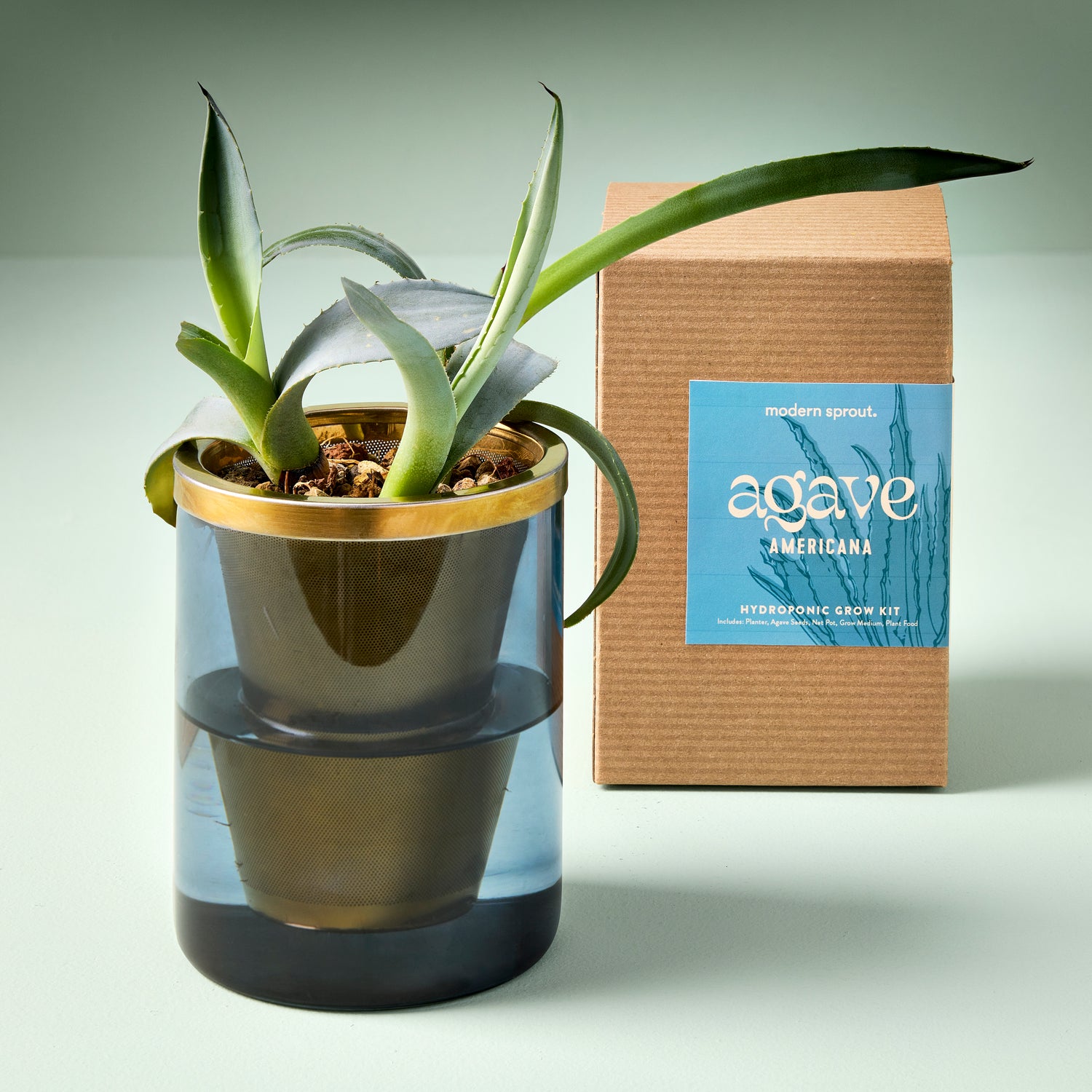 Agave Grow Kit | Smokey Blue Glass Planter | Brass Hydroponic Net Pot ...