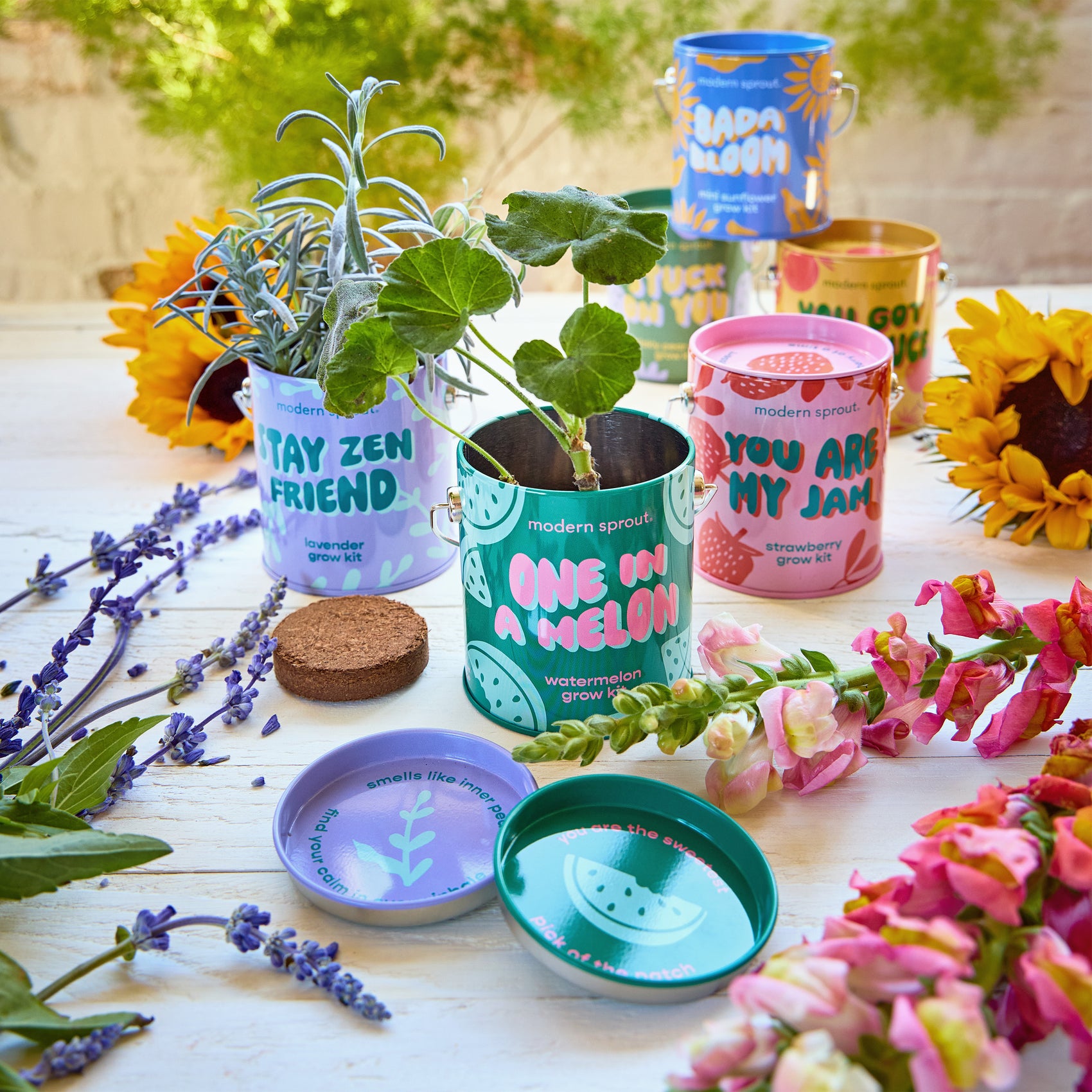 Complimentary Colors Grow Kits | Half-Pint Paint Planters | Modern Sprout