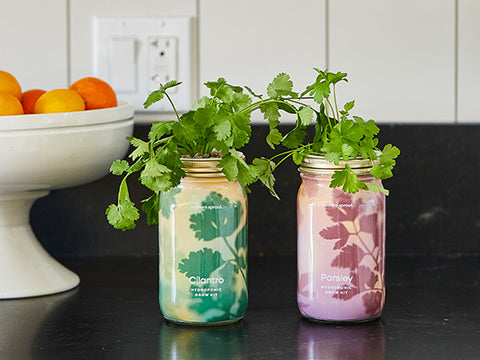 Rooted Candles | 6oz Scented Soy-Blend Candle | Ceramic Vessel | Grow ...