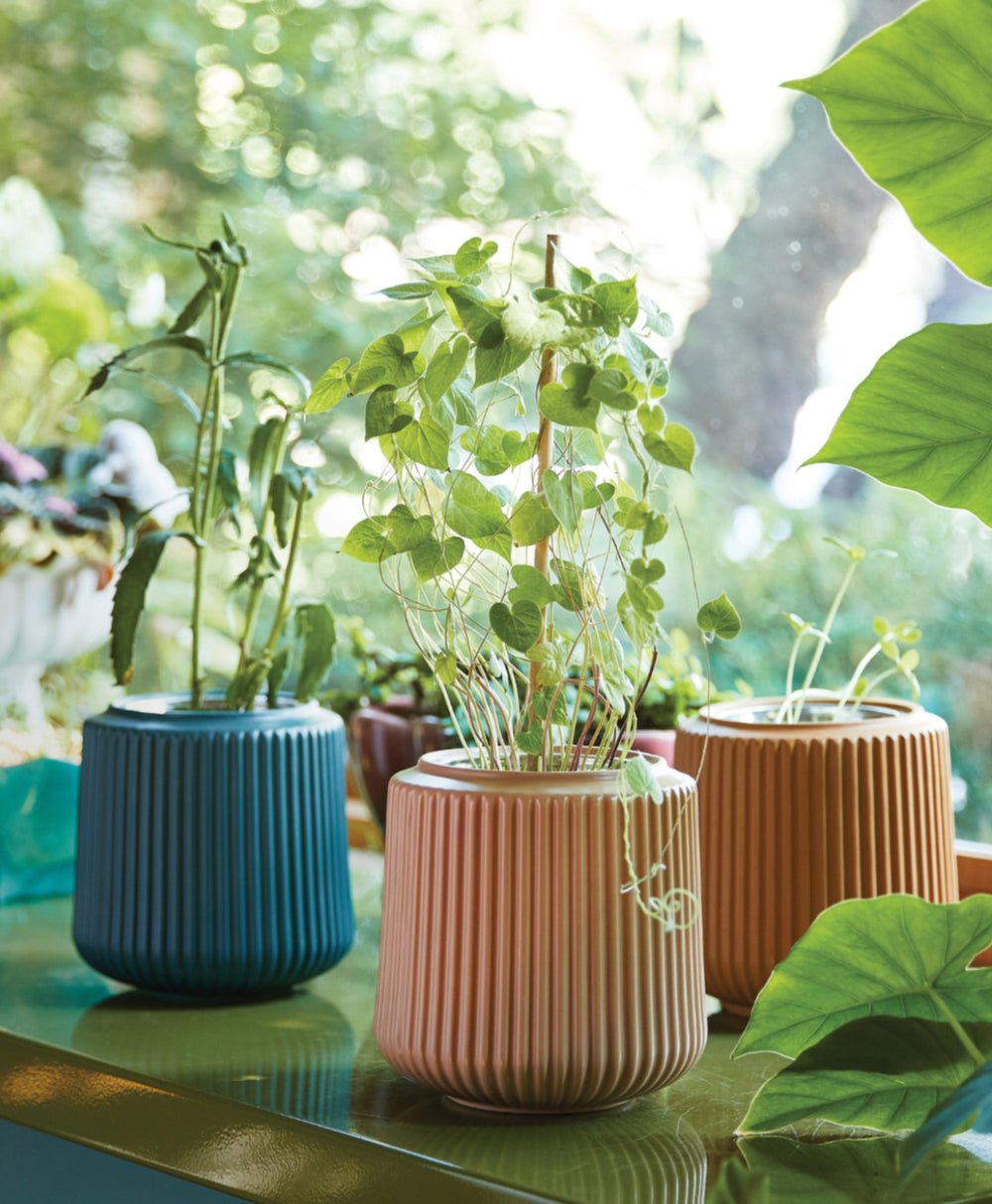 Flower Grow Kit Imagery | Modern Sprout UGC & Detail Photos