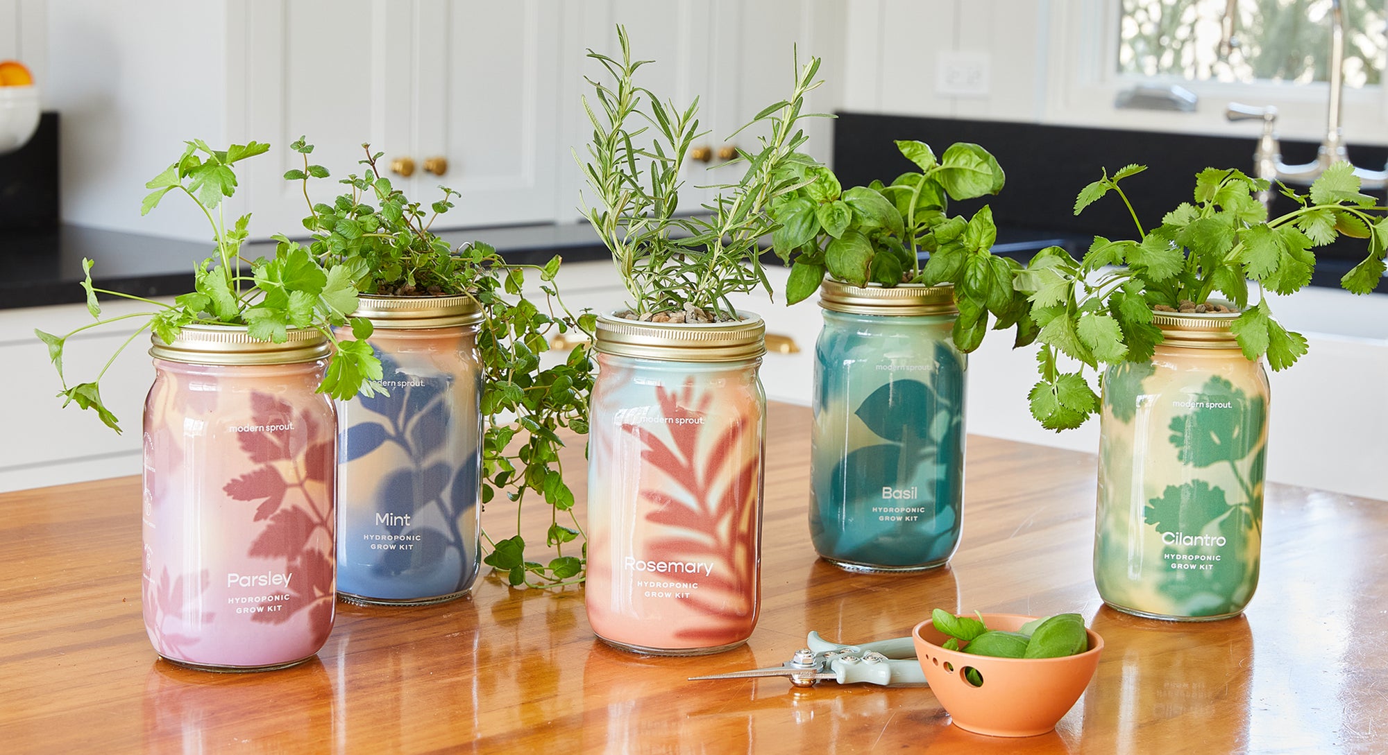 Garden Jar Refresh Features | Modern Sprout's Improved Design