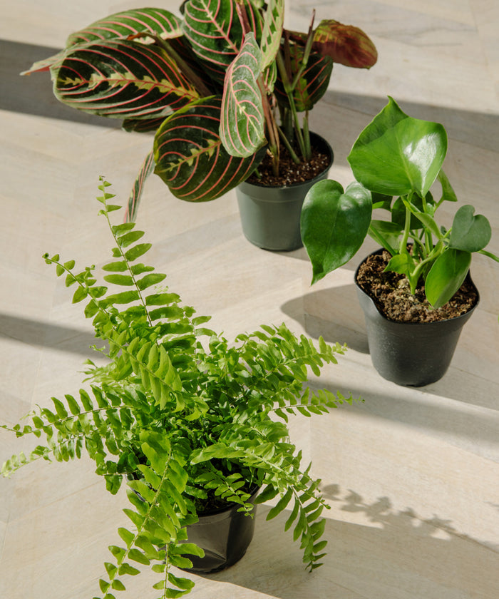 Modern Sprout - Products