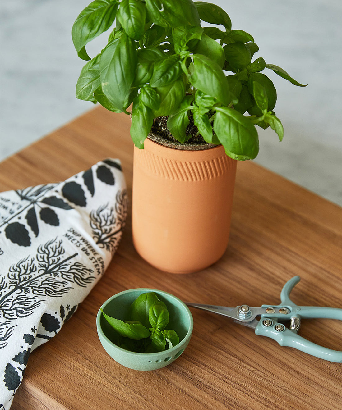 Modern Sprout - Products