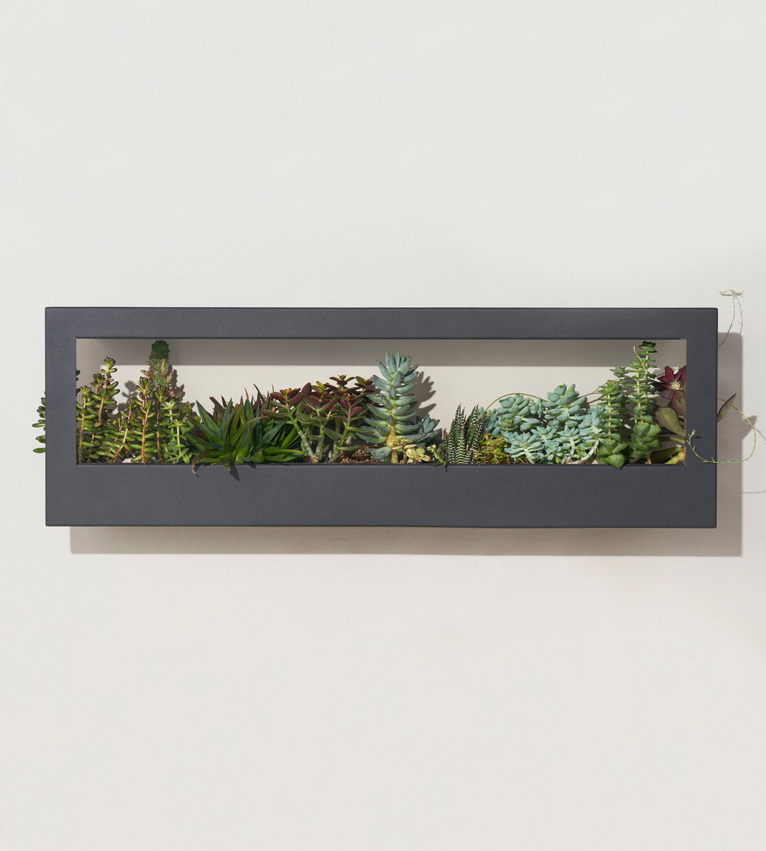 Smart Landscape Growframe | Wall-Mountable Metal Fixture With ...