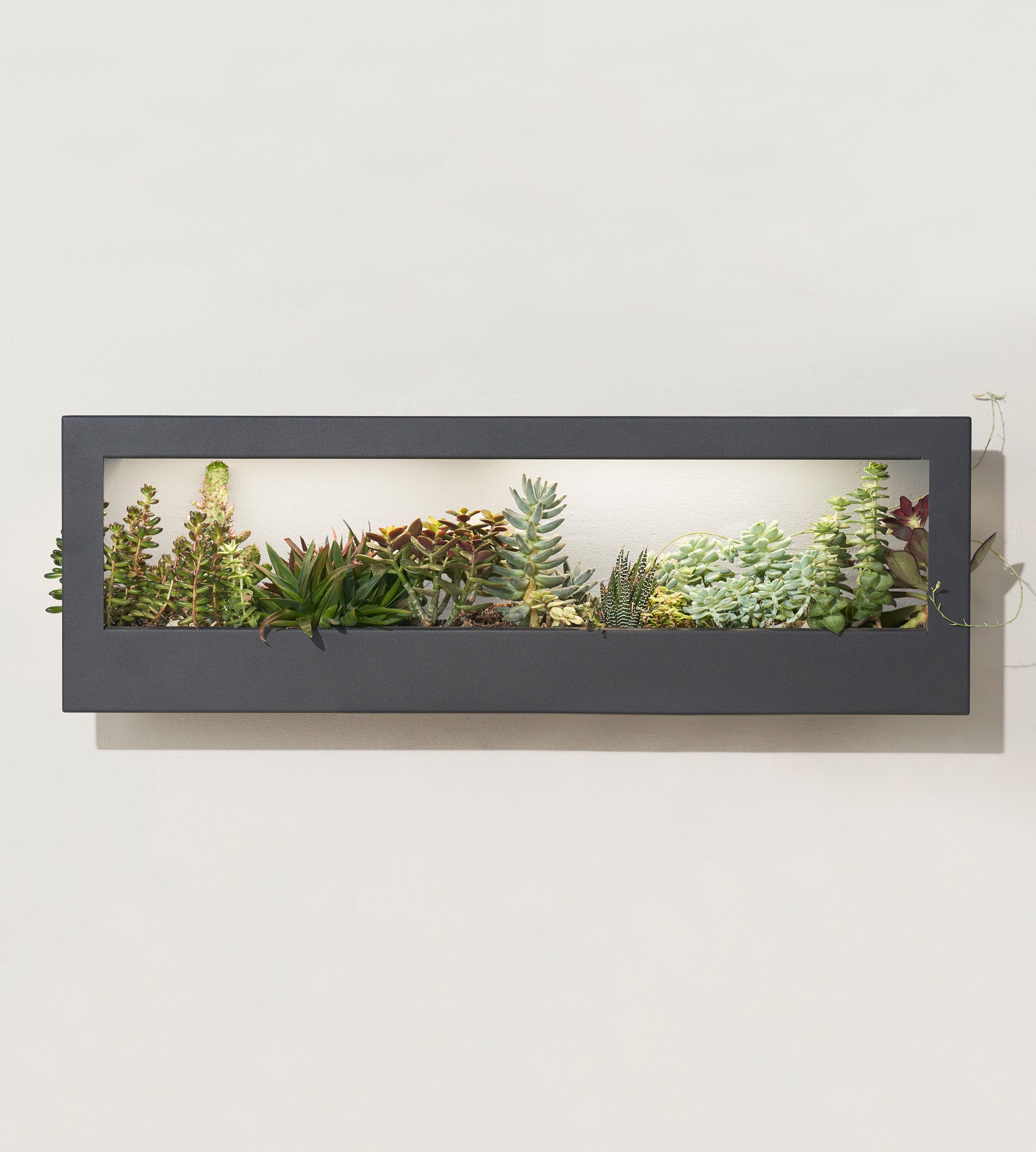Smart Landscape Growframe | Wall-Mountable Metal Fixture With ...