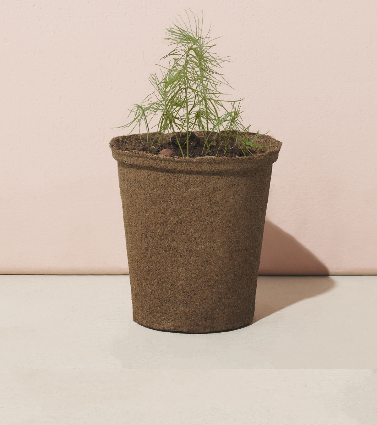 One-For-One Tree Kits | Eco-Friendly Seed Kits | Modern Sprout