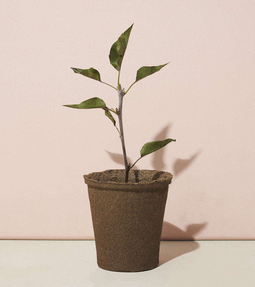 One-For-One Tree Kits | Eco-Friendly Seed Kits | Modern Sprout