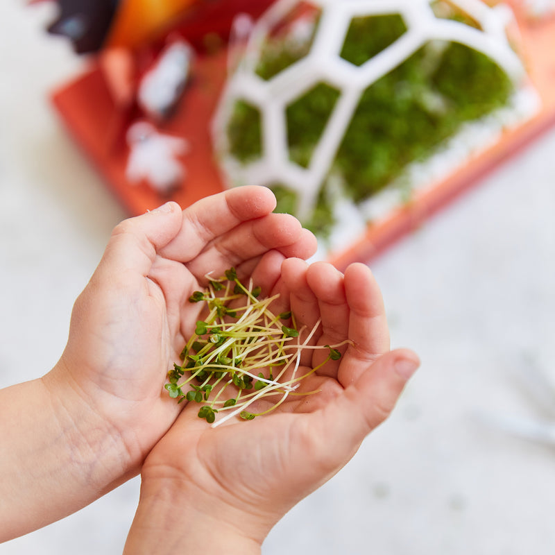 Microgreens Pop-Up Kit | Grow Nutritious Microgreens | Modern Sprout